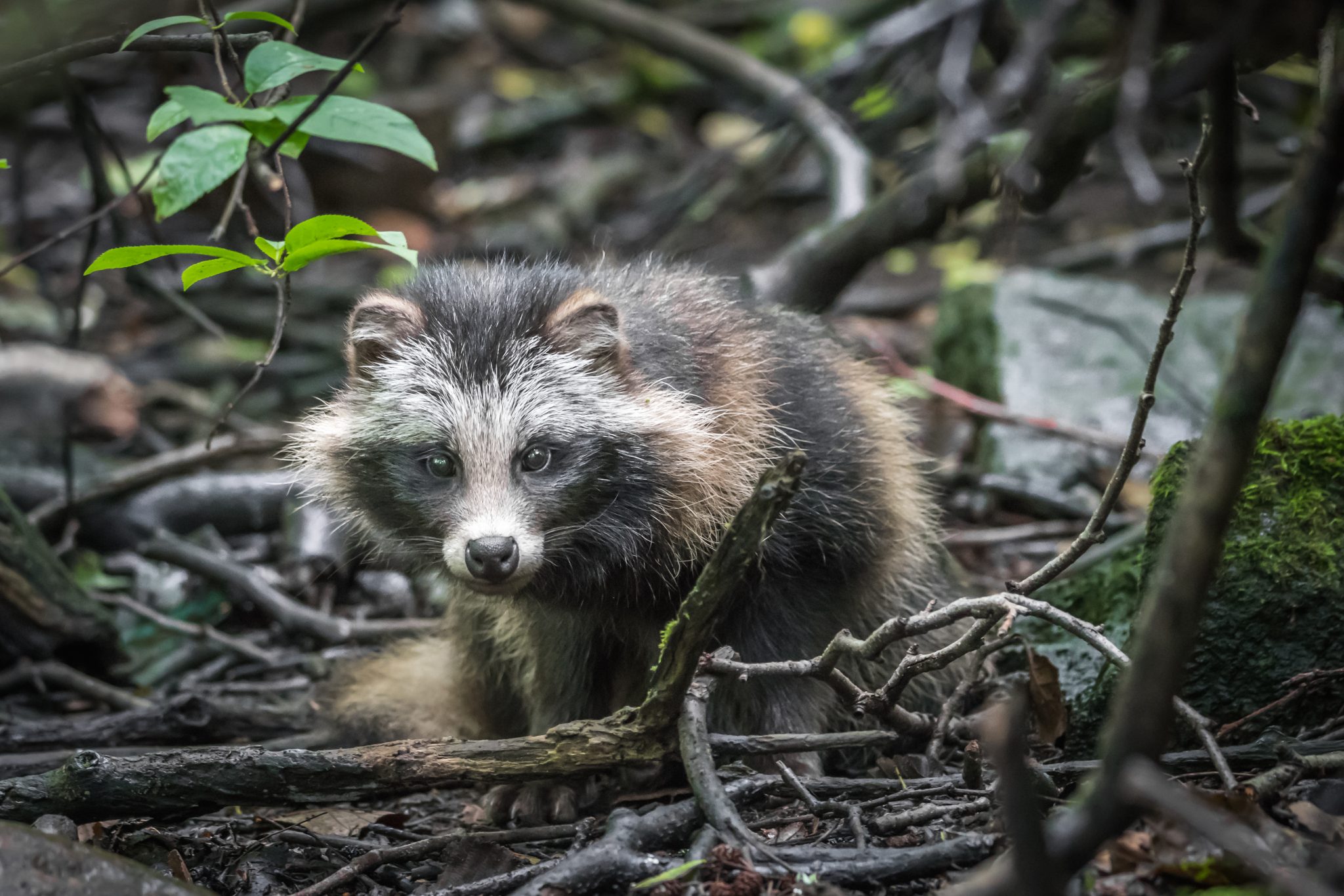 Supikoira – Vieraspeto.fi