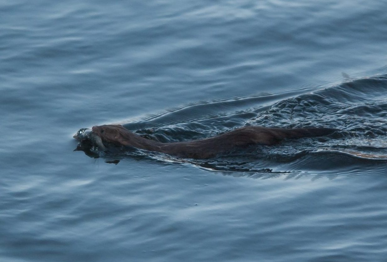 Minkki – Vieraspeto.fi